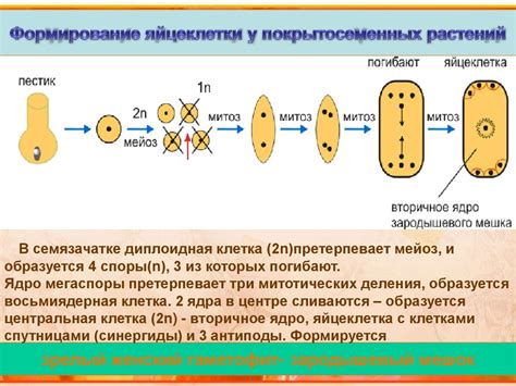 Двойное оплодотворение у цветковых растений презентация онлайн