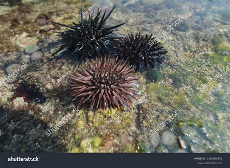 Class Echinoidea
