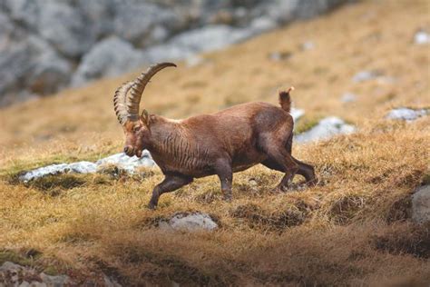 Allgäu Big Five Steinbock im Rappenalptal Allgäu