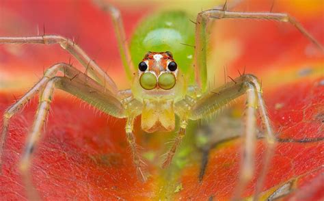 عصر ایران زیبایی‌های کوچک جنگل‌های کاستاریکا عنکبوت پرشگر ماگنولیا سبز عکس صاحب‌خبر