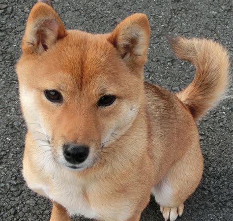 ”愛犬家の女性、自宅で飼い犬に襲われ死亡～犬を真面目に考えて！～” 豆柴カイとさくらの徒然日記