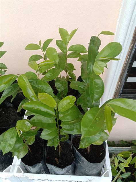 Cara Cambah Biji Benih Tanpa Perlu Siram Hari Hari Semai Dalam Tong