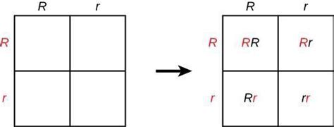 Single Trait Inheritance Lab Manual For Biology 2e Part I 2nd Edition