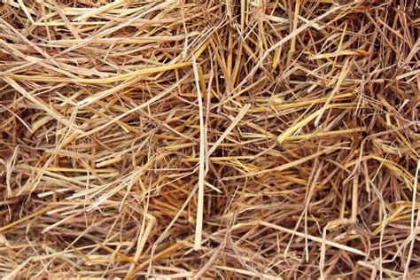 Straw Stock Photo Image Of Outdoor Farm Straw Golden 13650398