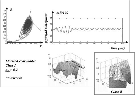 Behavior Of Gj Coupled Morris Lecar Model In Regime I The Saddle