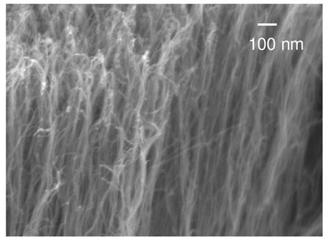 The Vertically Aligned Structure Of The MWCNT Arrays Is Shown In The
