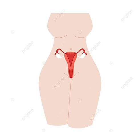 Location Diagram Of Female Reproductive Organs Uterus Cervix Ovary And