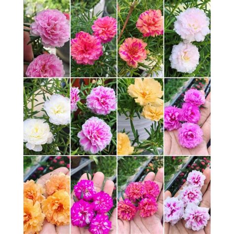 Jual Bunga Mossrose Krokot Tanaman Hidup Bunga Hias Krokot Mossrose Krokot Bunga Krokot