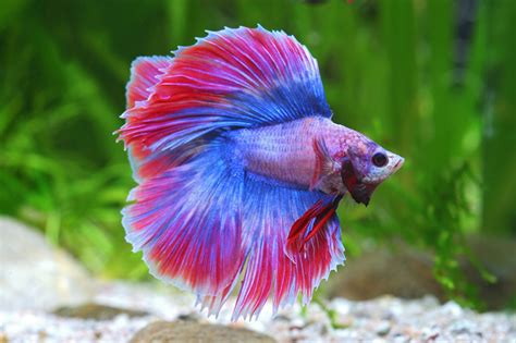 Combattant Betta Splendens Combattants Fiche Poisson
