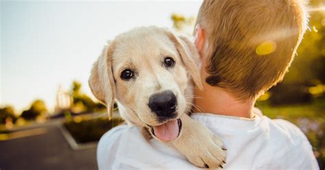 夢占いで犬を飼う夢！吉凶の分かれ道は？色・大きさ・数で意味を解説