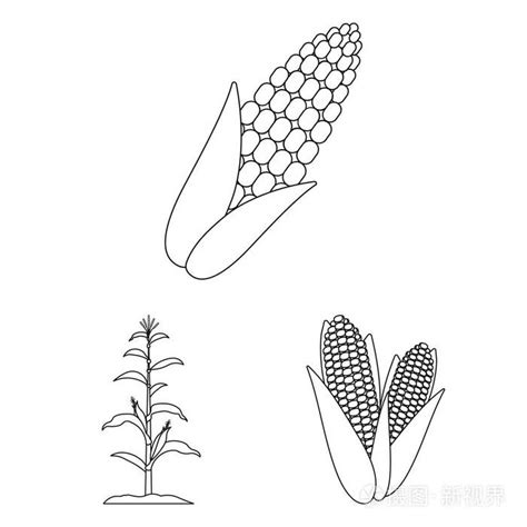 玉米叶简笔画 玉米简笔画 伤感说说吧