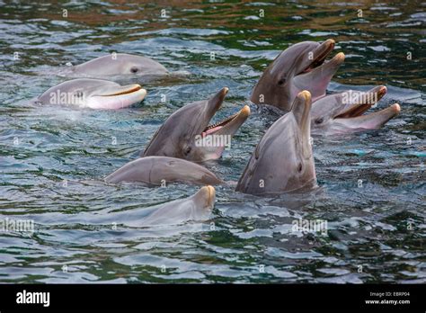 Bottlenosed Dolphin Common Bottle Nosed Dolphin Tursiops Truncatus