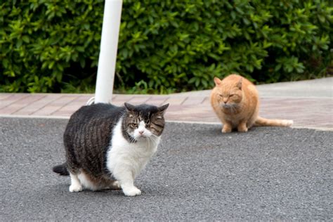 ごろーん日和 一日一猫