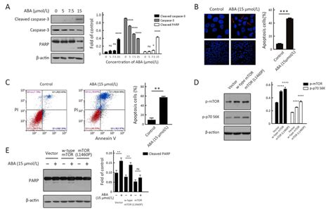 Alisol B 23 Acetate Aba Induces Apoptosis In Hepg2 Cells Through Mtor