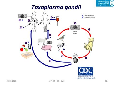 Opto 435 Microbiology Ii Gamal Elhiti Protozoa Lecture