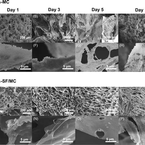 Representative Scanning Electron Microscopy Sem Micrographs Of The