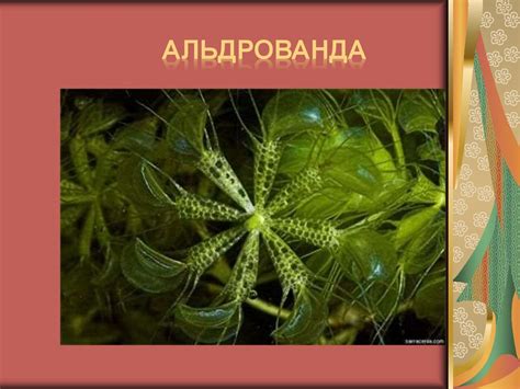 Необычные растения и животные в природе презентация онлайн