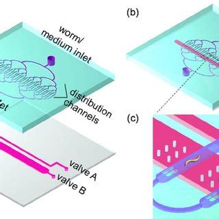 Schematic Of The Microvalve Based Microfluidic Device For Monitoring C Download Scientific