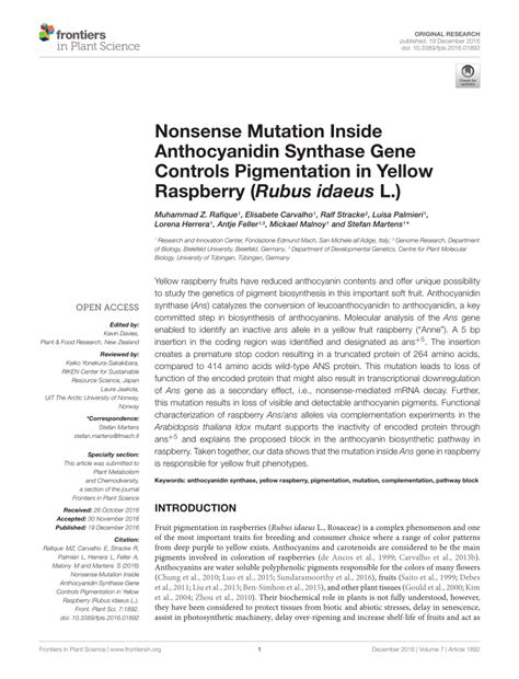 Pdf Nonsense Mutation Inside Anthocyanidin Synthase Gene Controls