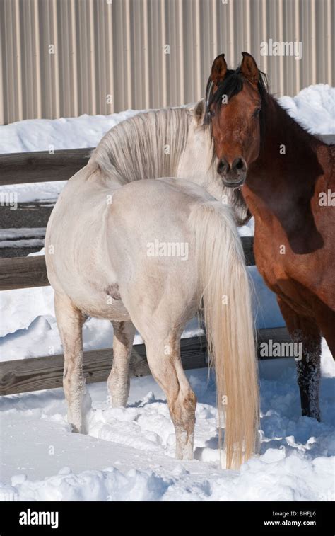 Mare And Stallion Mating Hi Res Stock Photography And Images Alamy
