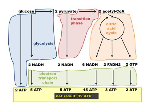 Glycolysis Citric Acid Cycle Electron Transport Chain
