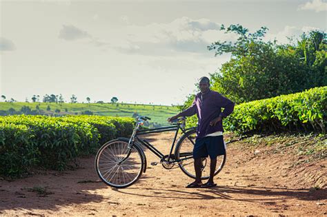 차 농장 톤 이미지 사이에 자전거와 전체 길이 넓은 초상화 아프리카 성인 남성 두발자전거에 대한 스톡 사진 및 기타 이미지 두발자전거 성년 남자 야외 Istock