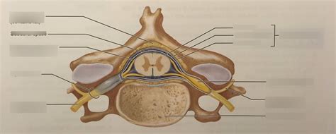 191 Cross Section Through Spinal Cord Diagram Quizlet