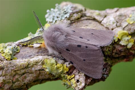 Muslin Moth Hoopoe A Blog By Nhbs