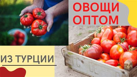 Овощи и фрукты оптом из Турции важная информация Youtube