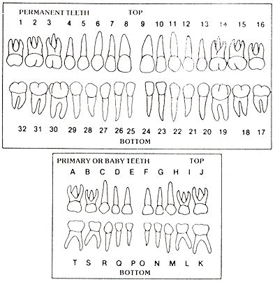 Primary Teeth Chart With Letters
