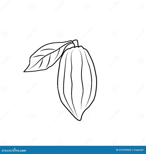 Cocoa Fruit Illustration Black Outline 275187020
