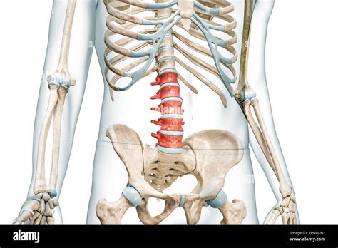 Lumbar Vertebrae In Red Color With Body 3d Rendering Illustration