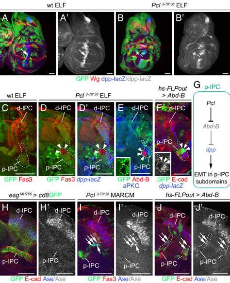 Ectopic Abd B Affects Dpp Dependent Emt And Progenitor Differentiation Download Scientific