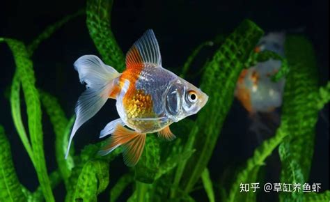 金鱼真的好养吗确实不难养前提是你要会养 知乎