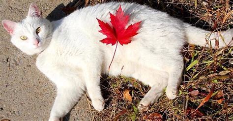Do All Cats Look Like This In Canada Album On Imgur