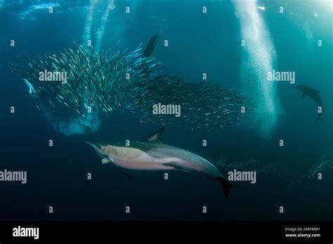 Long Beaked Common Dolphins Delphinus Capensis And Cape Gannet Morus