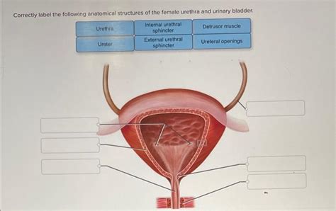 Solved Correctly Label The Following Anatomical Structures