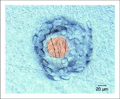 Microscopic Image Of The Cross Section Of The Vortex Core Spun Yarn