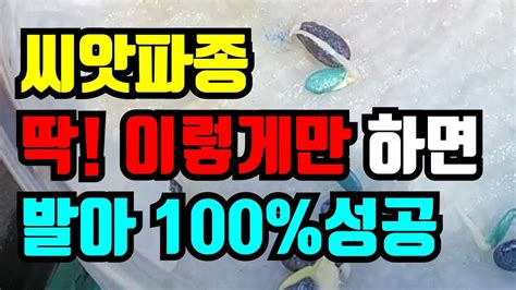 씨앗 발아100성공 씨앗 발아시켜 파종했어요 이렇게만하면 발아 잘되니 꼭 해보세요 Youtube