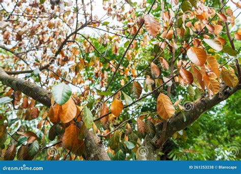 Beautiful Dry Brown And Green Leaves On Tree At Autumn Stock Photo Image Of Foliage Leaf