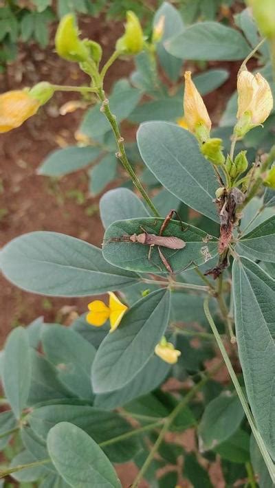 Pod Bug Pests And Diseases