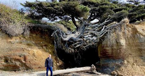 Tree Of Life Washington Directions Jarrod Staton