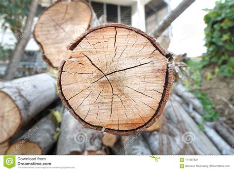 Cut Pine Tree Stock Photo Image Of Demon Flower Azalea