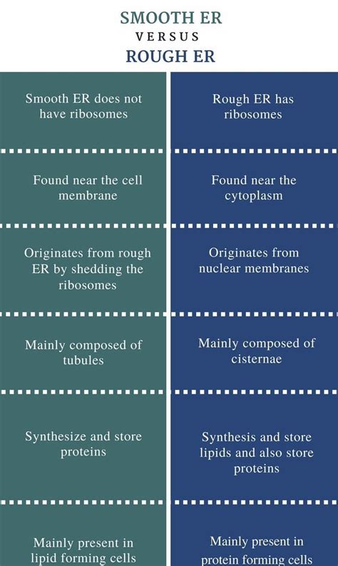 Difference Between Rough And Smooth Endoplasmic Reticulum In Tabular Form