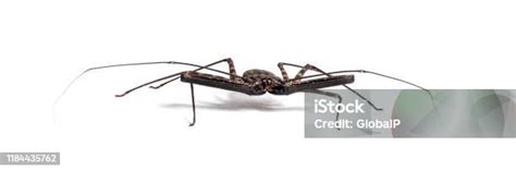 데이먼 디아데마는 하얀 배경 앞에서 꼬리가 없는 채찍 전갈 또는 자이언트 앰블리피기드라고도 불리는 암블리피기드의 종입니다 0명에