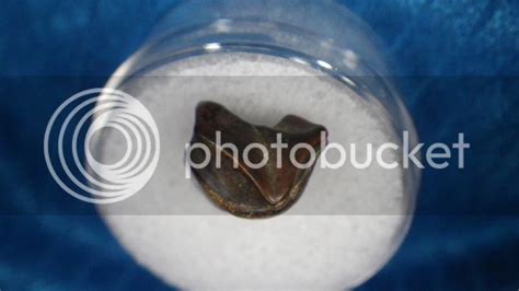 Leptoceratops Or Triceratops Fossil Id The Fossil Forum