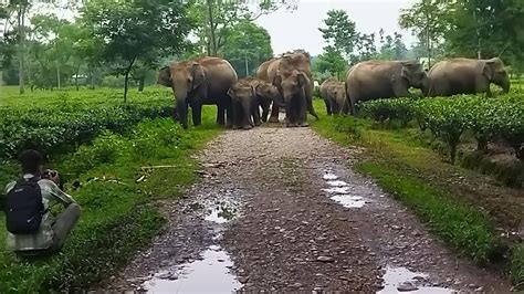 Wild Elephants Road Cross 🙅 🦣🦣 Assam Wild Elephants Vs Menselephant