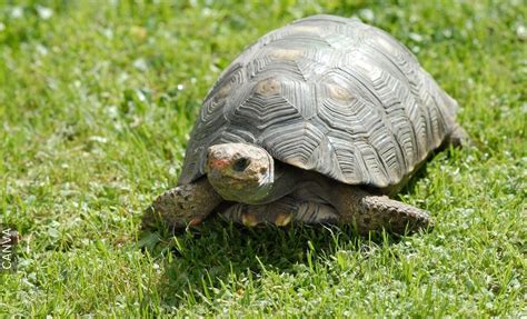 Tortuga Significado Espiritual Ligado Con La Supervivencia