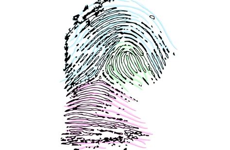 The Genetic Basis Of Fingerprints Scientists Uncover The Fascinating