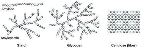 Carbohydrates Types And Functions Sources Of Carbohydrates And Their